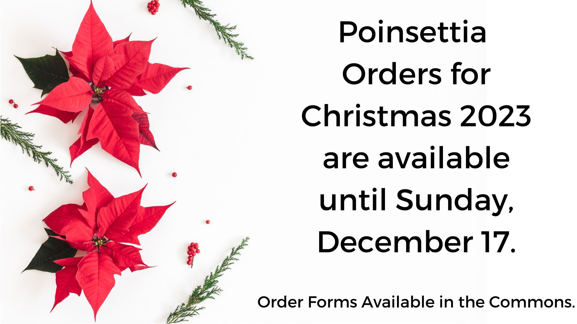 Poinsettia Orders for 2023 Now Available – St. John’s Lutheran Church