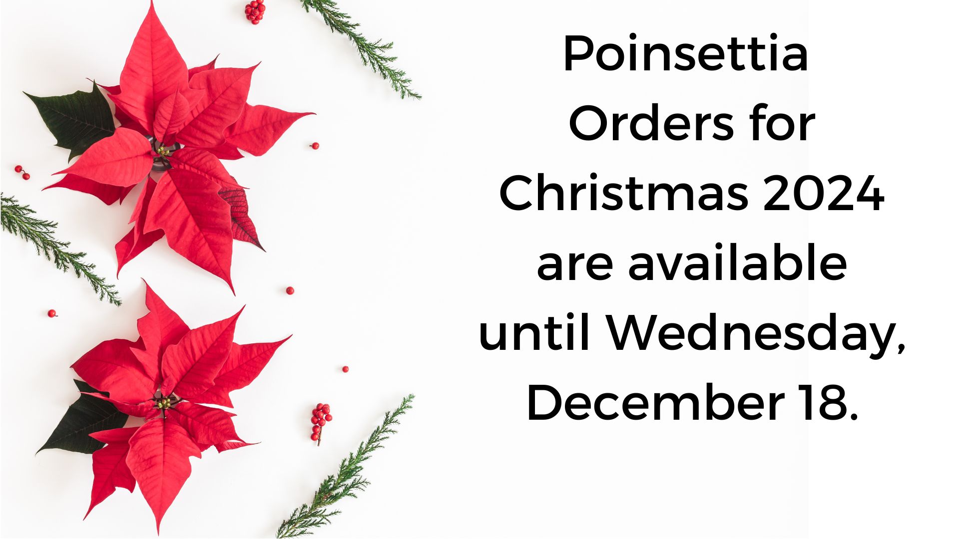 Poinsettia Orders for 2024 are Now Available – St. John’s Lutheran Church